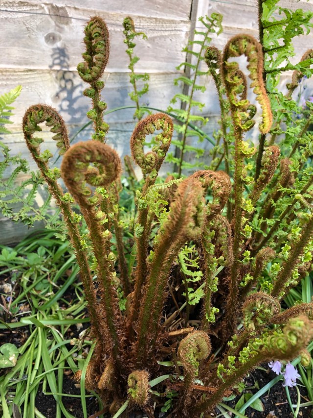 Little bishops’ croziers – the magic of ferns – Carolyn Hughes